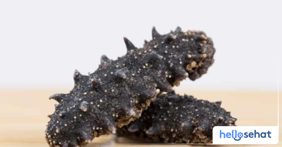 Jelly Gamat : Kegunaan, Efek Samping, Interaksi • Hello Sehat