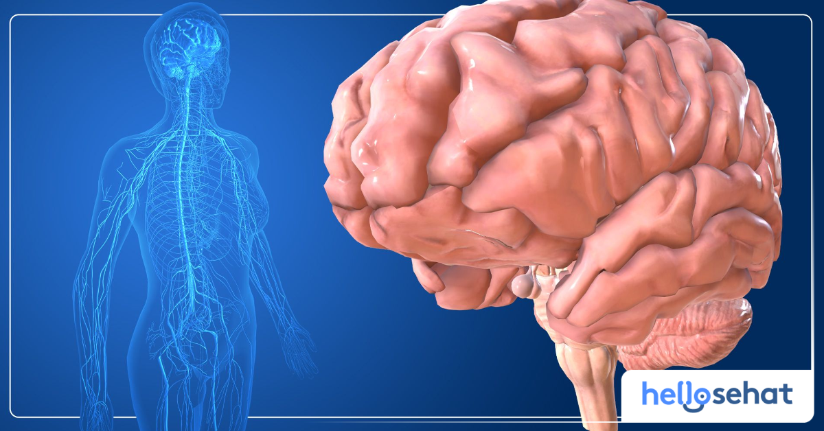 6 Penting Langkah Menjaga Otak Tetap Sehat - Hello Sehat