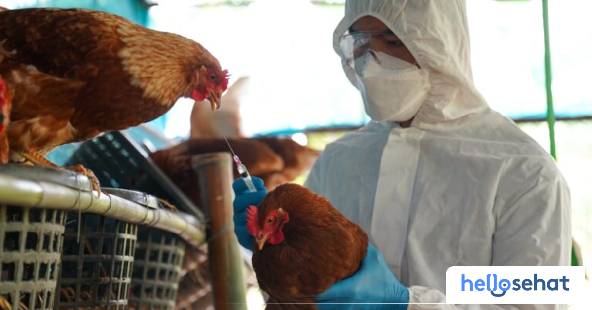 Flu Burung: Gejala, Penyebab, hingga Pengobatan • Hello Sehat