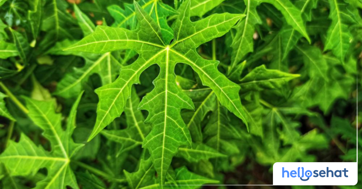 10 Manfaat Daun Pepaya Jepang untuk Kesehatan - Hello Sehat