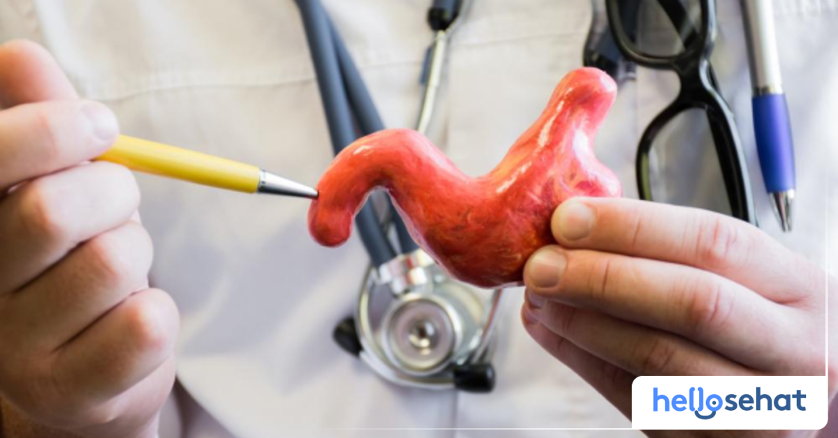 Fungsi dan Anatomi Usus Dua Belas Jari | Hello Sehat