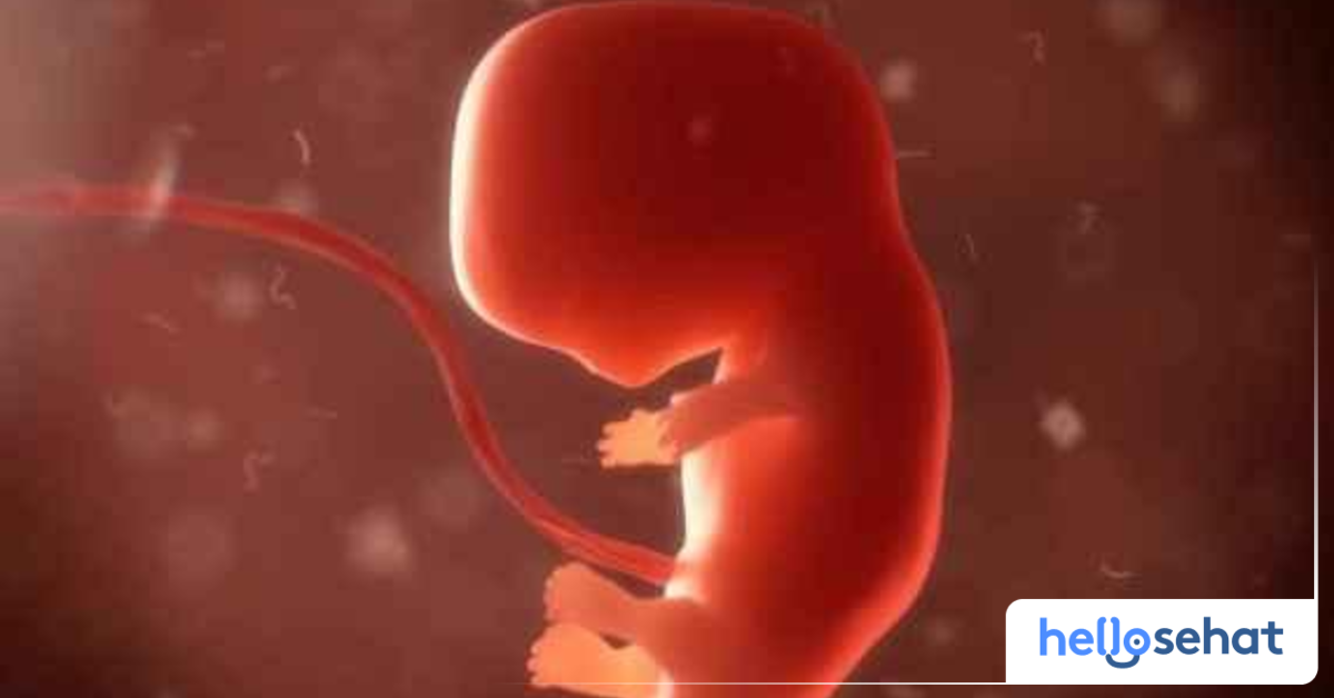 Embrio: Pengertian dan Tahap Perkembangannya - Hello Sehat