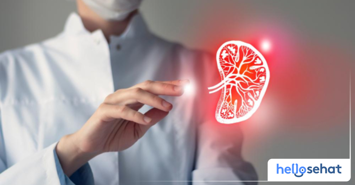 Limpa: Anatomi, Fungsi, Gangguan, dll. - Hello Sehat