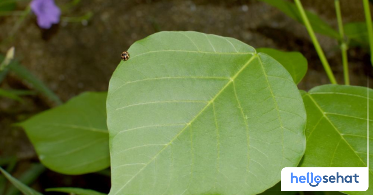 Daun Dadap Serep: Kandungan, Manfaat, Efek Samping, dll.