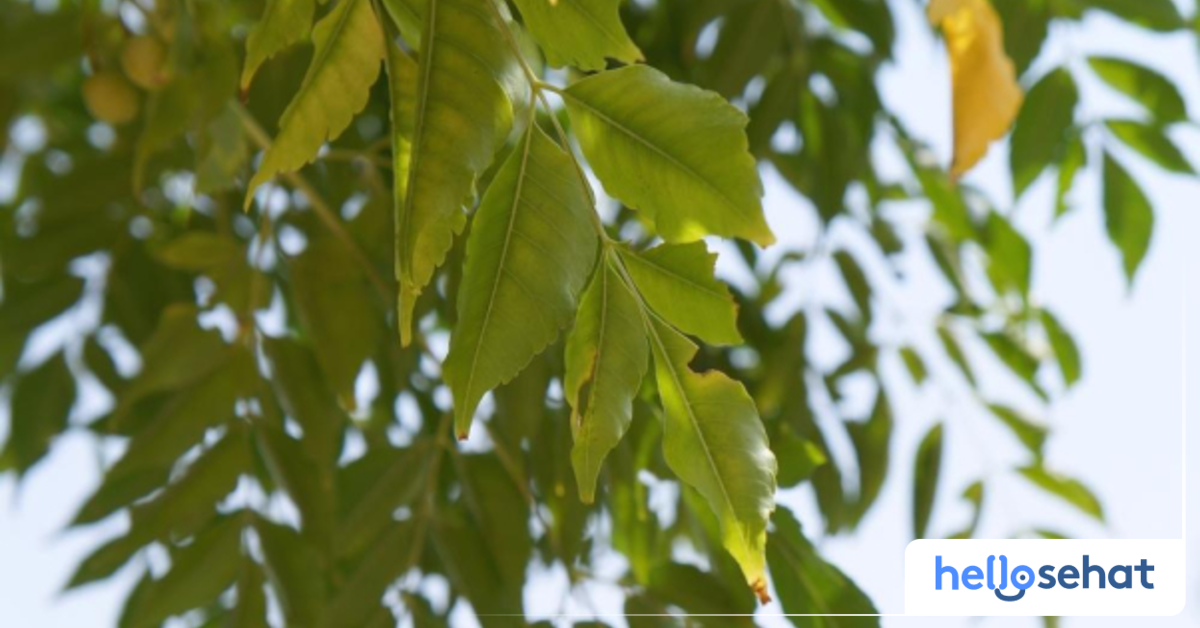 Daun Mindi: Manfaat, Cara Pakai, Efek Samping, dll. - Hello Sehat
