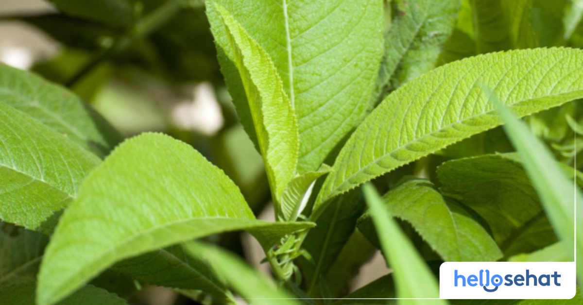 7 Manfaat Daun Sembung Plus Cara Menggunakannya