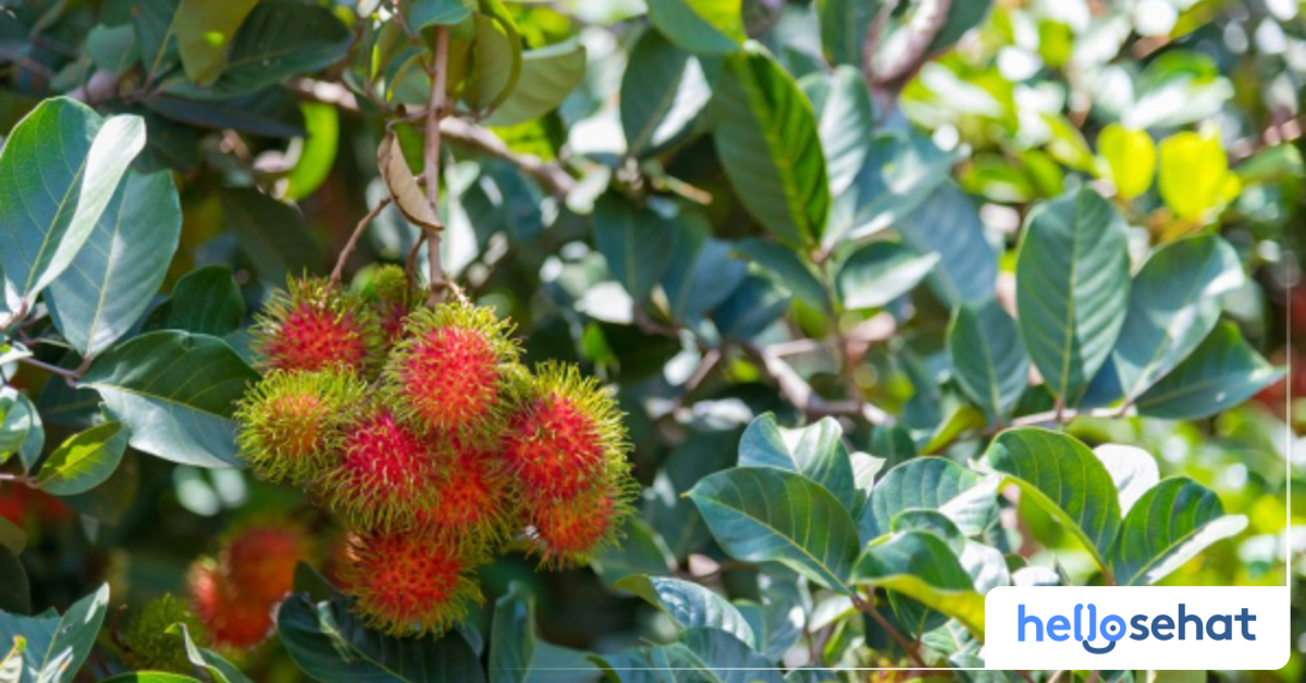 7 Manfaat Daun Rambutan dan Cara Menggunakannya