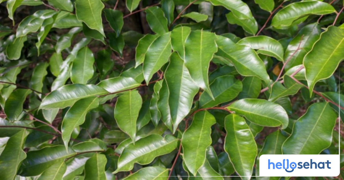 6 Manfaat Daun Gaharu yang Baik bagi Kesehatan Tubuh