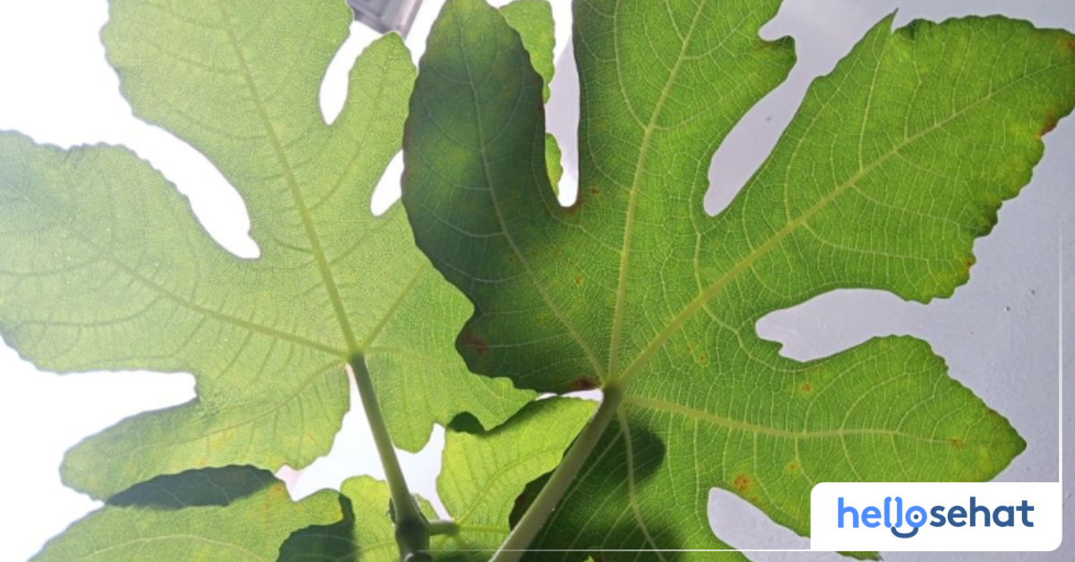 8 Manfaat Daun Tin dan Cara Menggunakannya - Hello Sehat