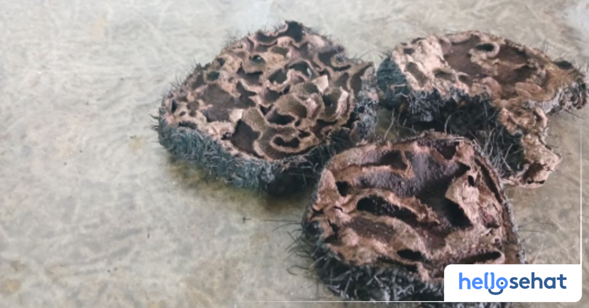 7 Manfaat Sarang Semut untuk Kesehatan Tubuh - Hello Sehat