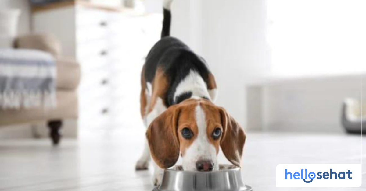 10 Rekomendasi Makanan Anjing Kualitas Terbaik - Hello Sehat