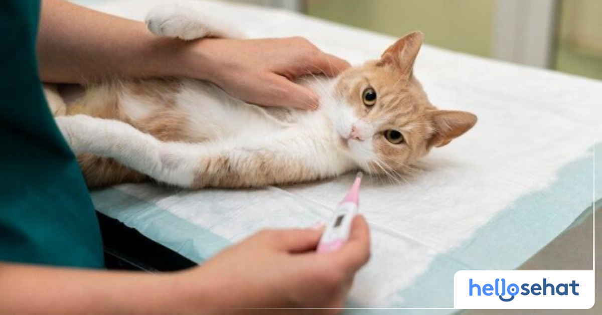 10 Penyakit pada Kucing Beserta Gejala dan Pengobatannya