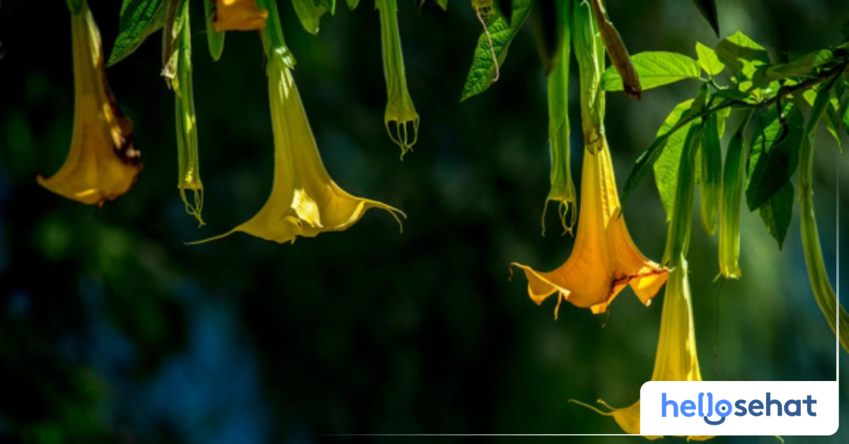 Daun Kecubung, Ini 7 Manfaatnya untuk Kesehatan - Hello Sehat