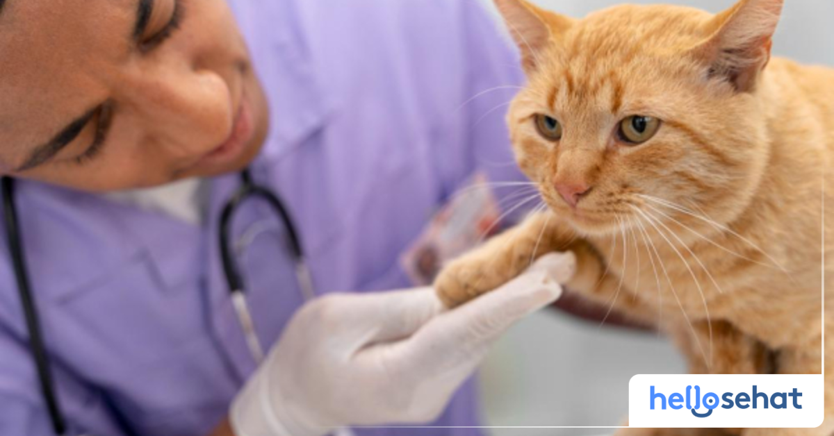 6 Manfaat Steril Kucing yang Perlu Anda Ketahui - Hello Sehat