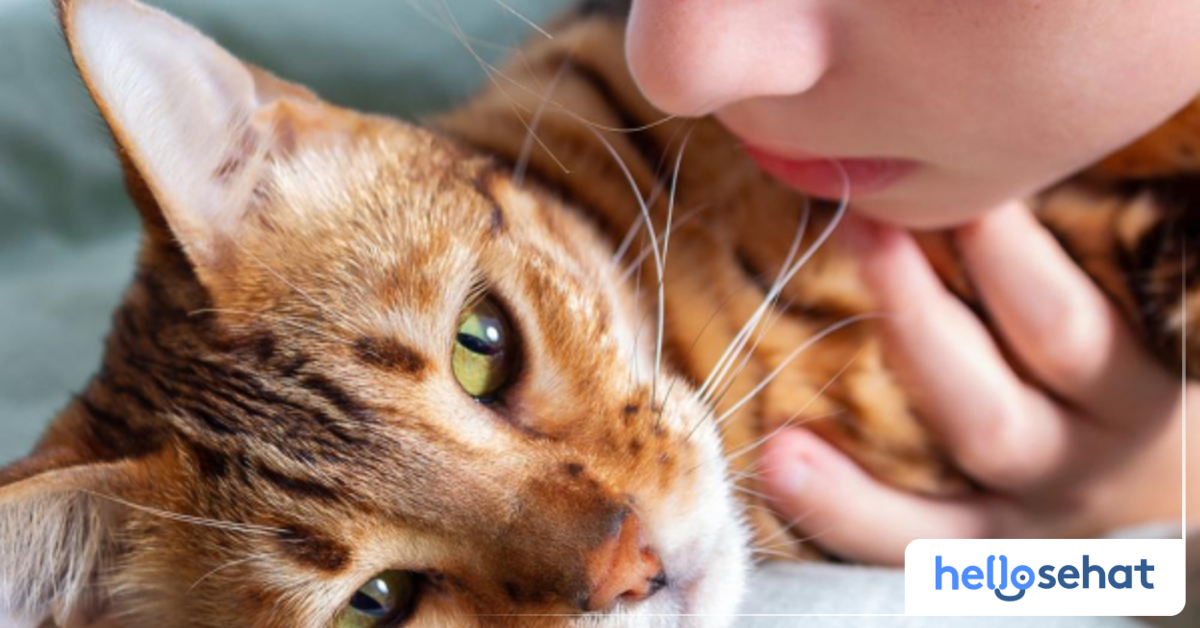 FIP Kucing, Penyakit Infeksi Virus yang Mematikan