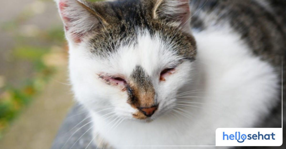 9 Penyebab Kucing Sakit Mata dan Penanganan yang Tepat