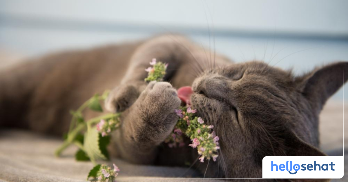 Catnip untuk Kucing, Ketahui Manfaat dan Penggunaannya