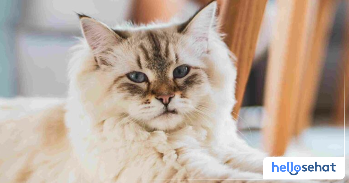 Berat Badan Ideal Kucing dan Cara Tepat Mengukurnya