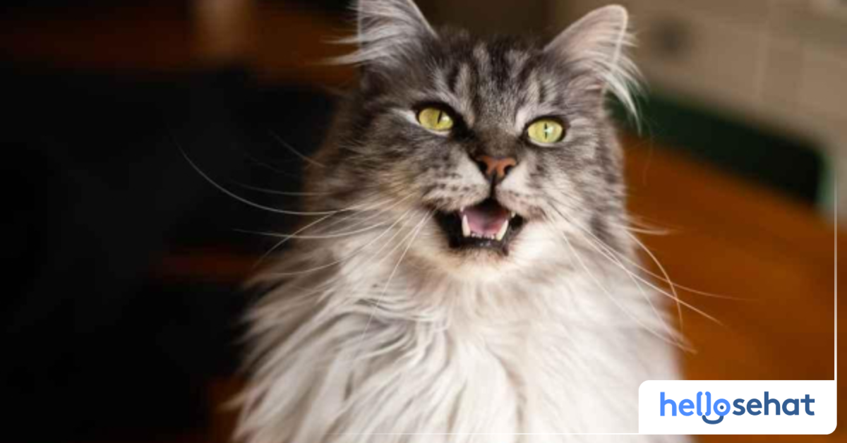 7 Alasan Kucing Mengeong Terus Tengah Malam - Hello Sehat