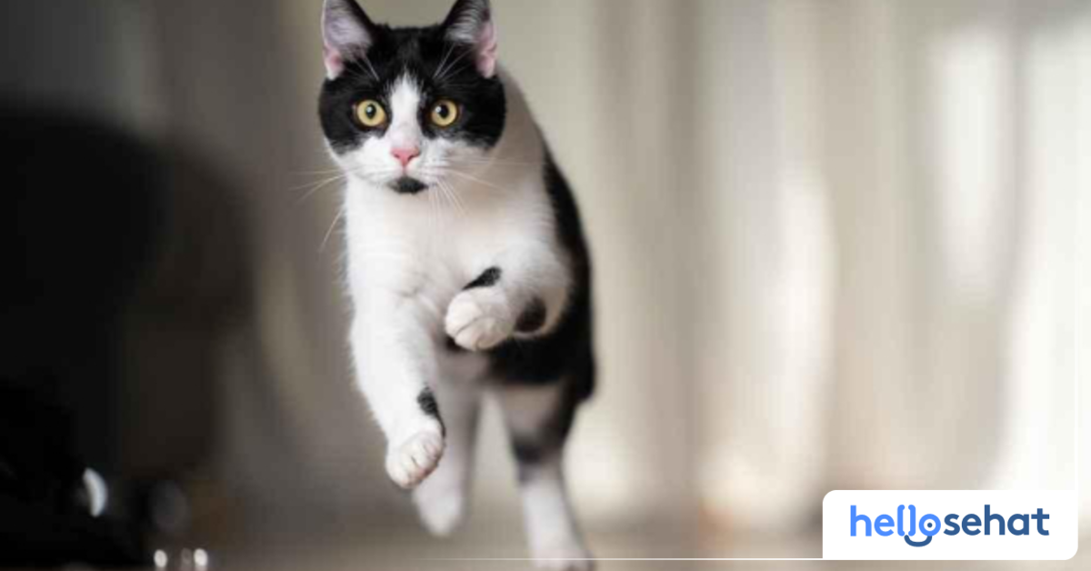 5 Ciri-Ciri Kucing Moggy dan Tips Perawatannya - Hello Sehat